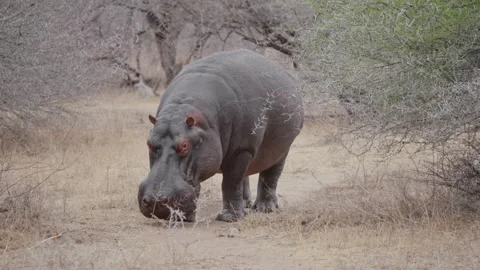 Frontal Full-Body View of Textured Hippo... | Stock Video | Pond5