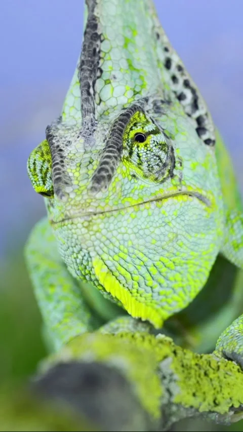 Frontal portrait of adult green Veiled c... | Stock Video | Pond5