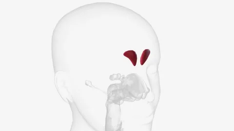 The frontal sinuses are one of the four ... | Stock Video | Pond5