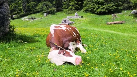 Frontal view of cow scratching head on g... | Stock Video | Pond5