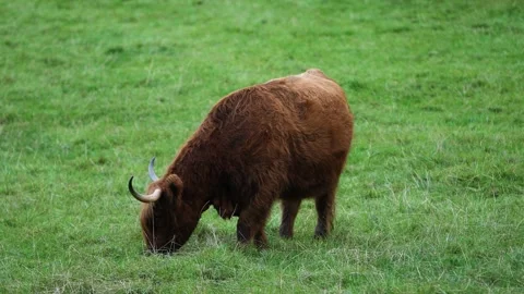 Frontal View Highland Cow Eating Green G... | Stock Video | Pond5