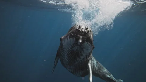 Frontal view of humpback whale splashing... | Stock Video | Pond5