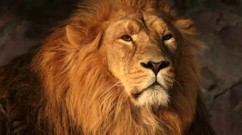 Beasting Face Stock Videos – Royalty-Free HD & 4K Videos