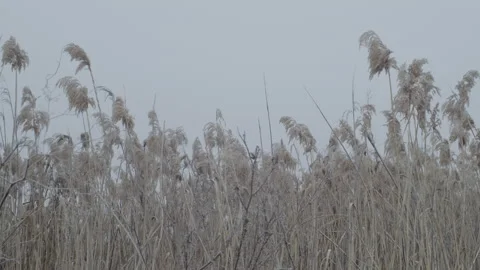 Frozen common reed field by winter 4K sl... | Stock Video | Pond5
