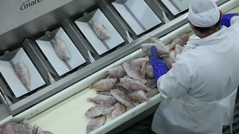 frozen fish processing line factory | Stock Video | Pond5
