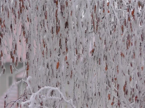 Frozen fog on tree branches resembling ... | Stock Video | Pond5
