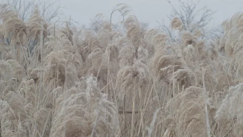 Frozen plants of common reed 4K slomo fo... | Stock Video | Pond5