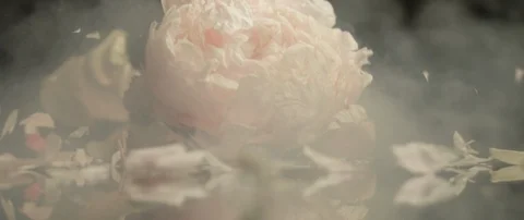Frozen white rose breaks on a dark surfa... | Stock Video | Pond5