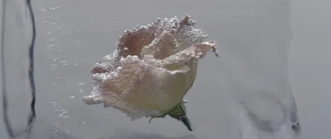 A frozen white rose rotates in an ice cu... | Stock Video | Pond5
