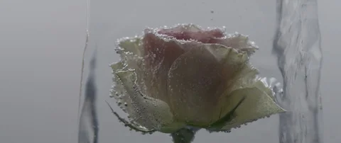 A frozen white rose rotates in an ice cu... | Stock Video | Pond5