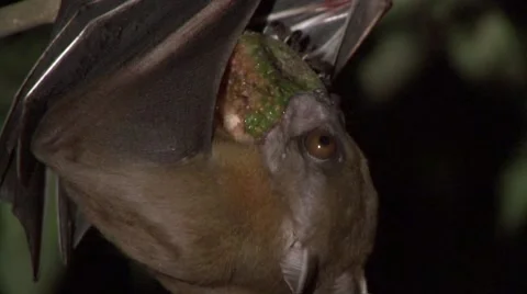 Hang Night Stock Videos – Royalty-Free HD & 4K Videos