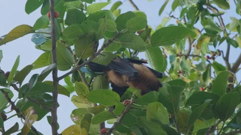 Fruit bat or flying fox eating on tree | Stock Video | Pond5