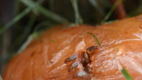 Rotten Apple Stock Videos – Royalty-Free HD & 4K Videos | Pond5