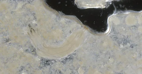 Fruit fly larva feeding on pear | Stock Video | Pond5