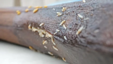 Fruit fly larvae wriggling on a rotten f... | Stock Video | Pond5