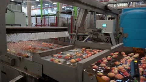 Fruit Packing Stock Video Footage | Royalty Free Fruit Packing Videos ...
