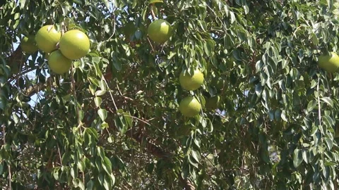 Fruit of the Strychnos spinosa tree know... | Stock Video | Pond5