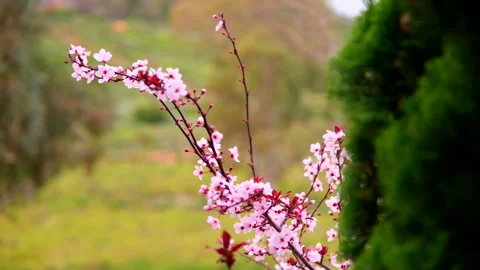 Fruit tree branch with pretty pink sprin... | Stock Video | Pond5