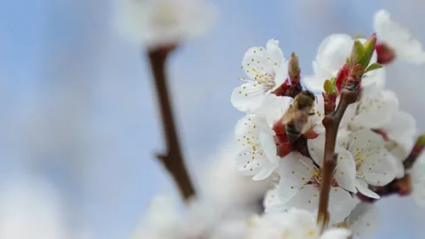 Fruit trees bloom in spring. Bee is sitt... | Stock Video | Pond5