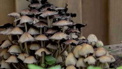 Fruiting mushrooms dolly shot close up. ... | Stock Video | Pond5