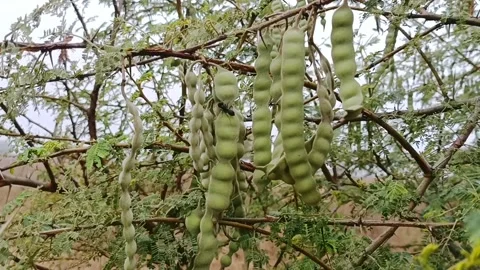 fruits of Vachellia nilotica commonly kn... | Stock Video | Pond5