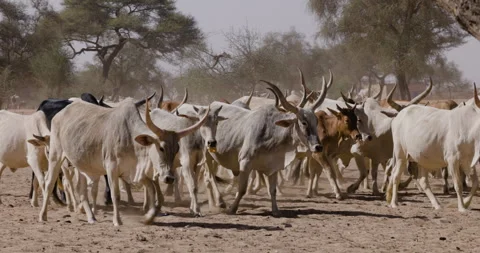Fulani cattle walking in the Sahel, Saha... | Stock Video | Pond5