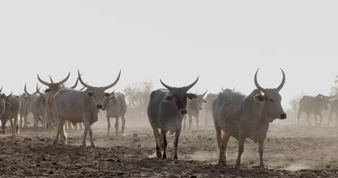 Fulani cattle walking in the Sahel, Saha... | Stock Video | Pond5