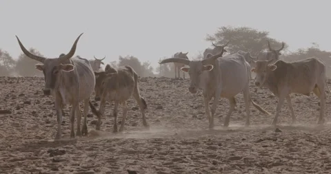 Fulani cattle walking in the Sahel, Saha... | Stock Video | Pond5