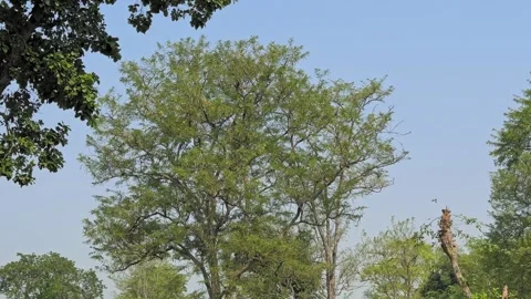 Full Amla Tree in Natural Light | Stock Video | Pond5