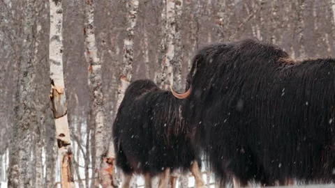 A full body close up of a Musk Ox (Ovibo... | Stock Video | Pond5