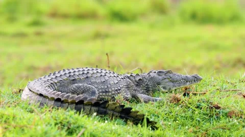 Full body close up of a nile crocodile (... | Stock Video | Pond5