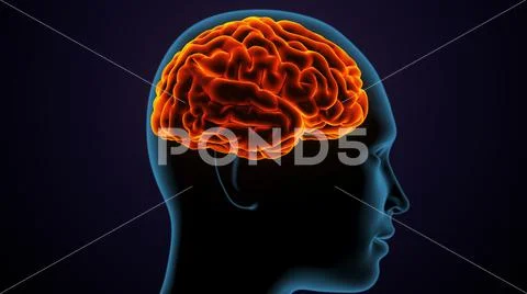 Full body female brain anatomy. 3d illustration Illustration #200352548