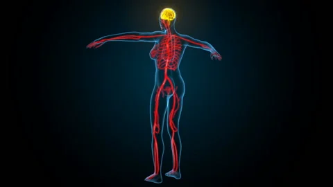 full body female nervous anatomy. 3d ill... | Stock Video | Pond5
