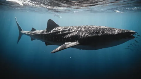 Full body frontal view of whale shark sw... | Stock Video | Pond5