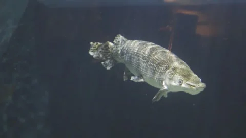 Full-body view of an alligator gar swimm... | Stock Video | Pond5