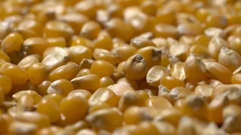 Full-frame of Maize grains, Corn kernels... | Stock Video | Pond5