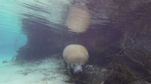 Full frontal shot of a massive, sleek ma... | Stock Video | Pond5