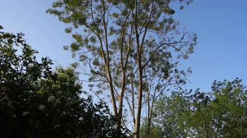 A full grown Kashi tree in an Indian for... | Stock Video | Pond5