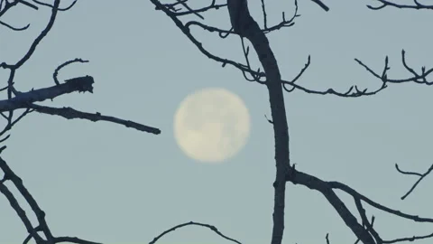 Full moon bare tree branch in soft blue ... | Stock Video | Pond5