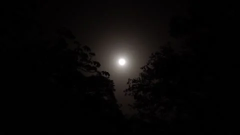 Full Moon Glowing In The Jungle With Tre... | Stock Video | Pond5