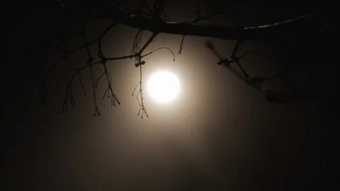 Full moon misty night tree branches in s... | Stock Video | Pond5