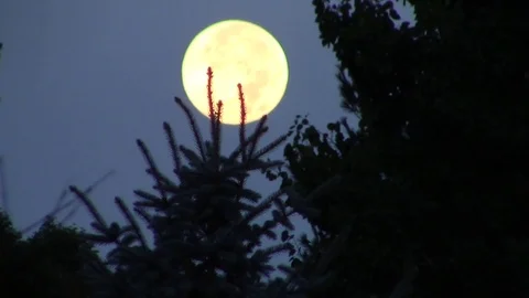 Full moon setting behind the pine trees | Stock Video | Pond5
