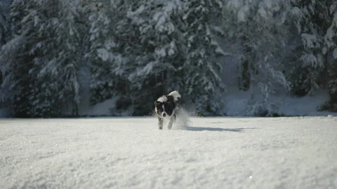 Full Camera Shot Stock Videos – Royalty-Free HD & 4K Videos | Pond5