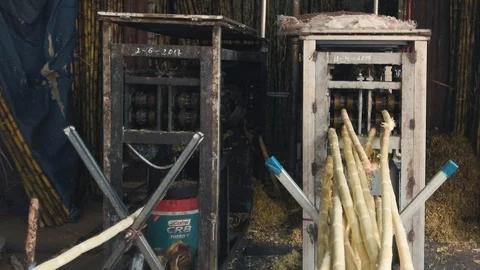 Sugar Cane Full Stock Videos – Royalty-Free HD & 4K Videos | Pond5