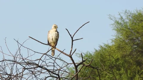 Full Camera Shot Stock Videos – Royalty-Free HD & 4K Videos | Page 7