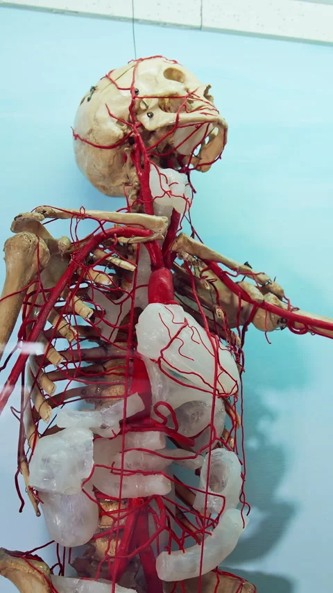 Nade Full Body Stock Videos – Royalty-Free HD & 4K Videos | Pond5