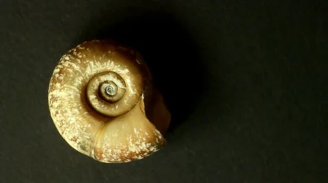 Spiral Shell Stock Footage ~ Royalty Free Stock Videos | Pond5