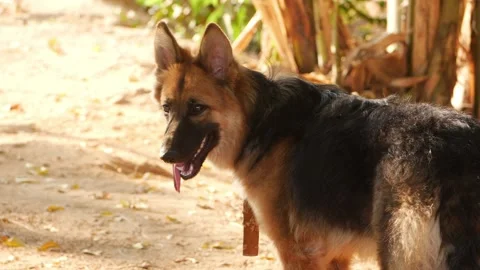 German Full F Stock Videos – Royalty-Free HD & 4K Videos | Pond5