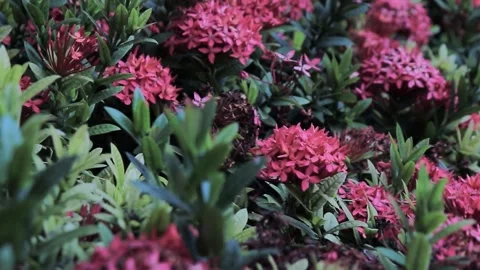 Red Plant Needle Stock Video Footage | Royalty Free Red Plant Needle ...