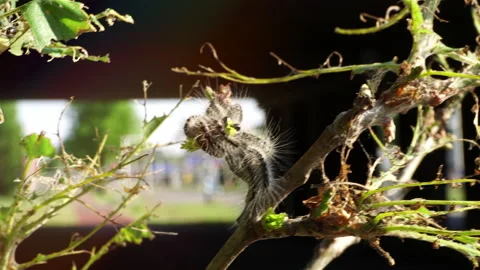 Fully damaged oak tree leaves.Toxic cate... | Stock Video | Pond5